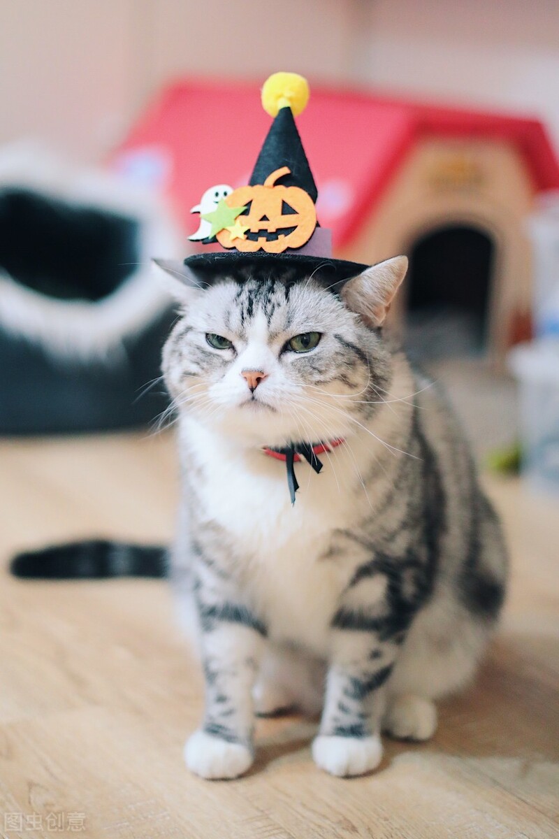 養「美短貓咪」一定要注意這些事 - 資訊咖