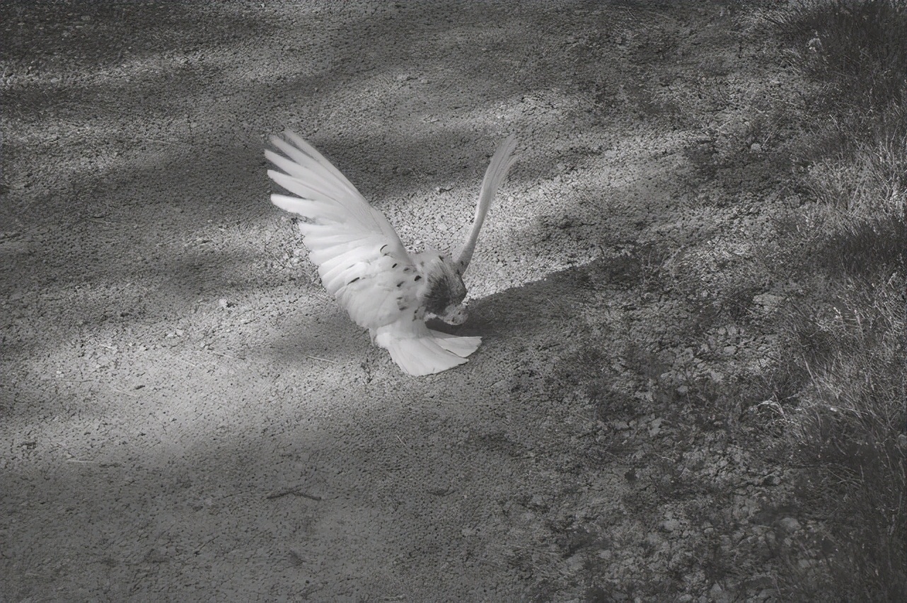 Britain bred strange pigeons, gave up flying and lost the ability to ...