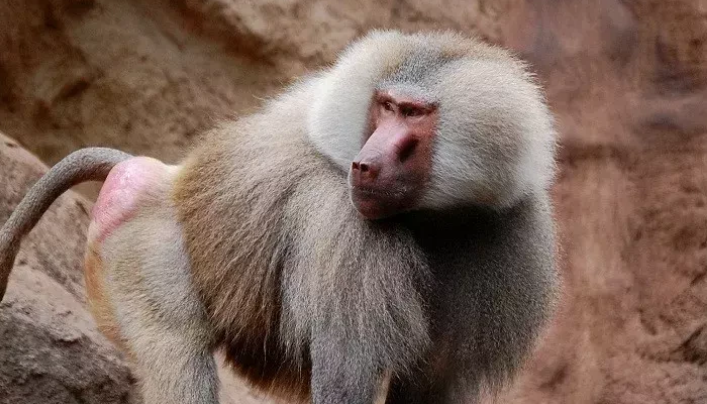 African wild dog and baboon showdown: in 3 years, wild dog killed more ...
