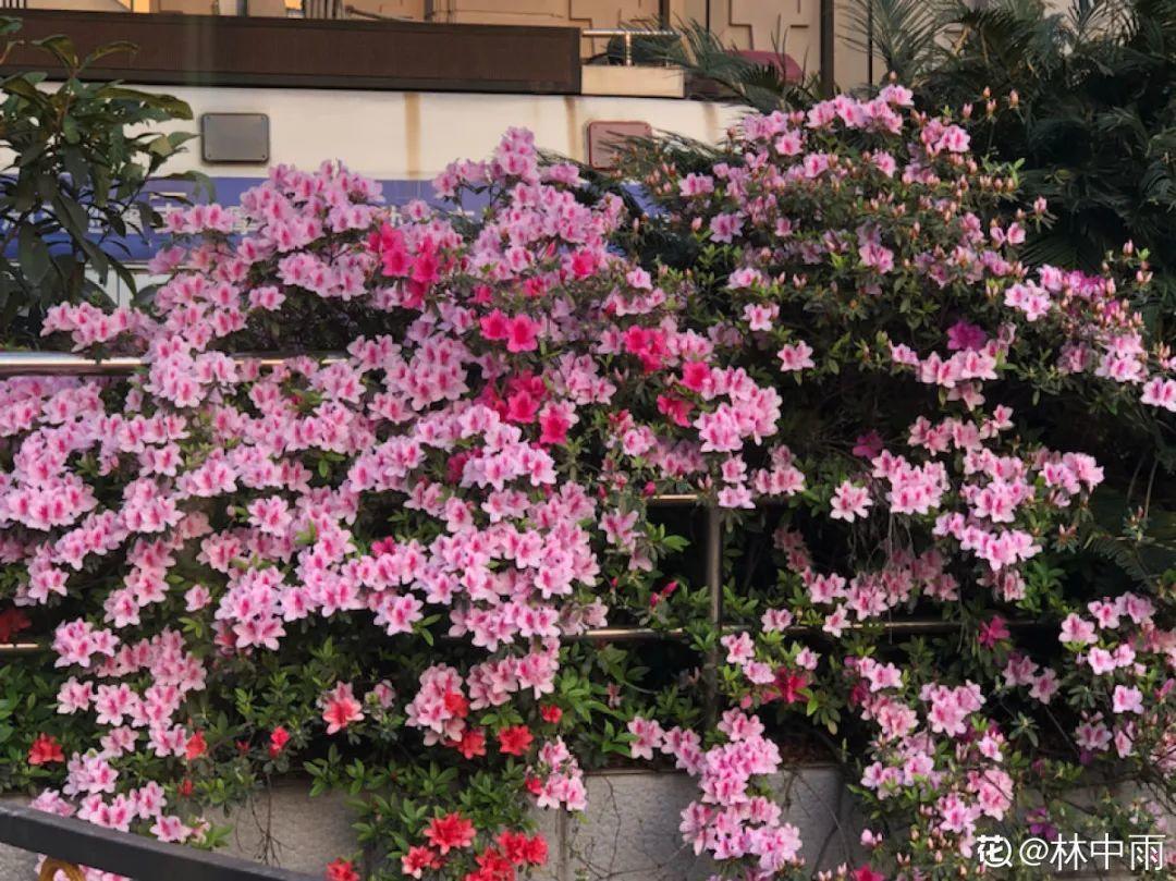 21 kinds of bully flowers, come to you - iNEWS