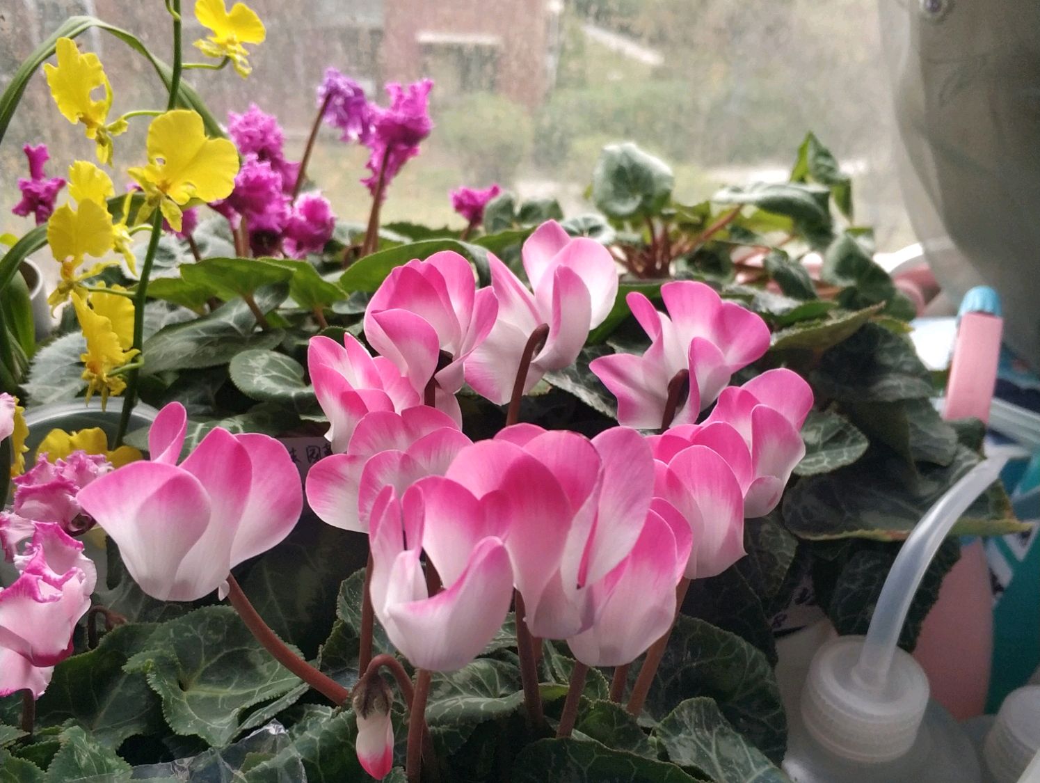 I bought a potted rabbit ear flower, but the leaves are drooping after ...