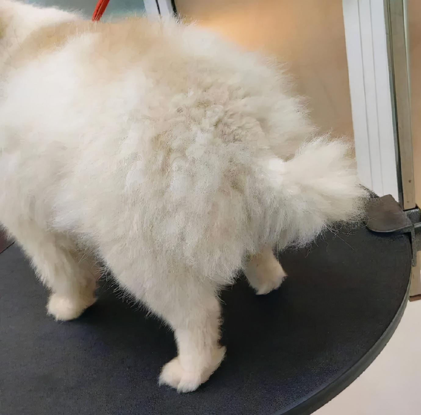 I unilaterally announced: This is the cutest dog PP in the entire ...