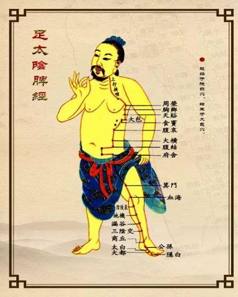 The fourth meridian of health maintenance: Foot Taiyin Spleen Meridian ...