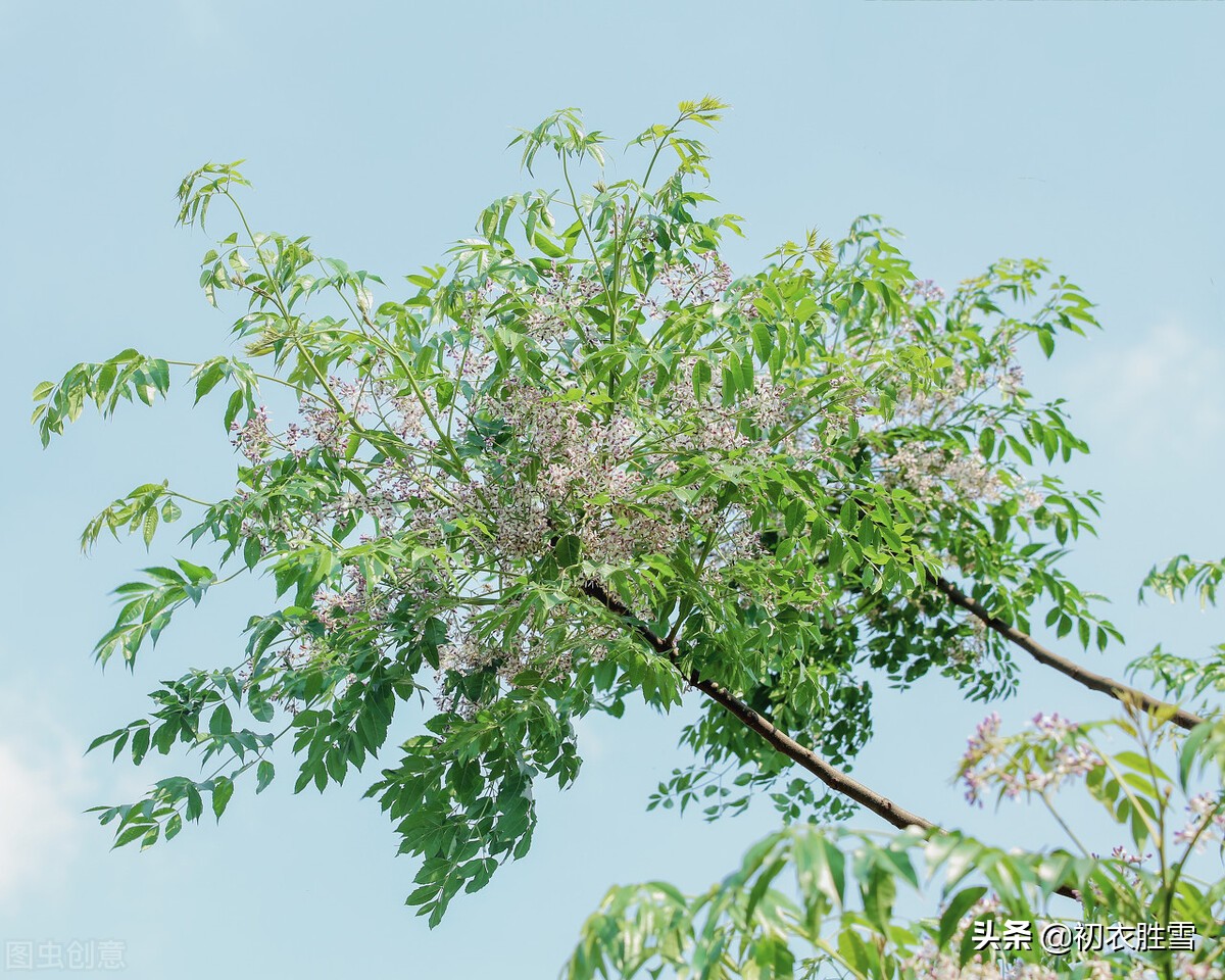 Six neem flowers of the trade wind in late spring, the light breeze is ...