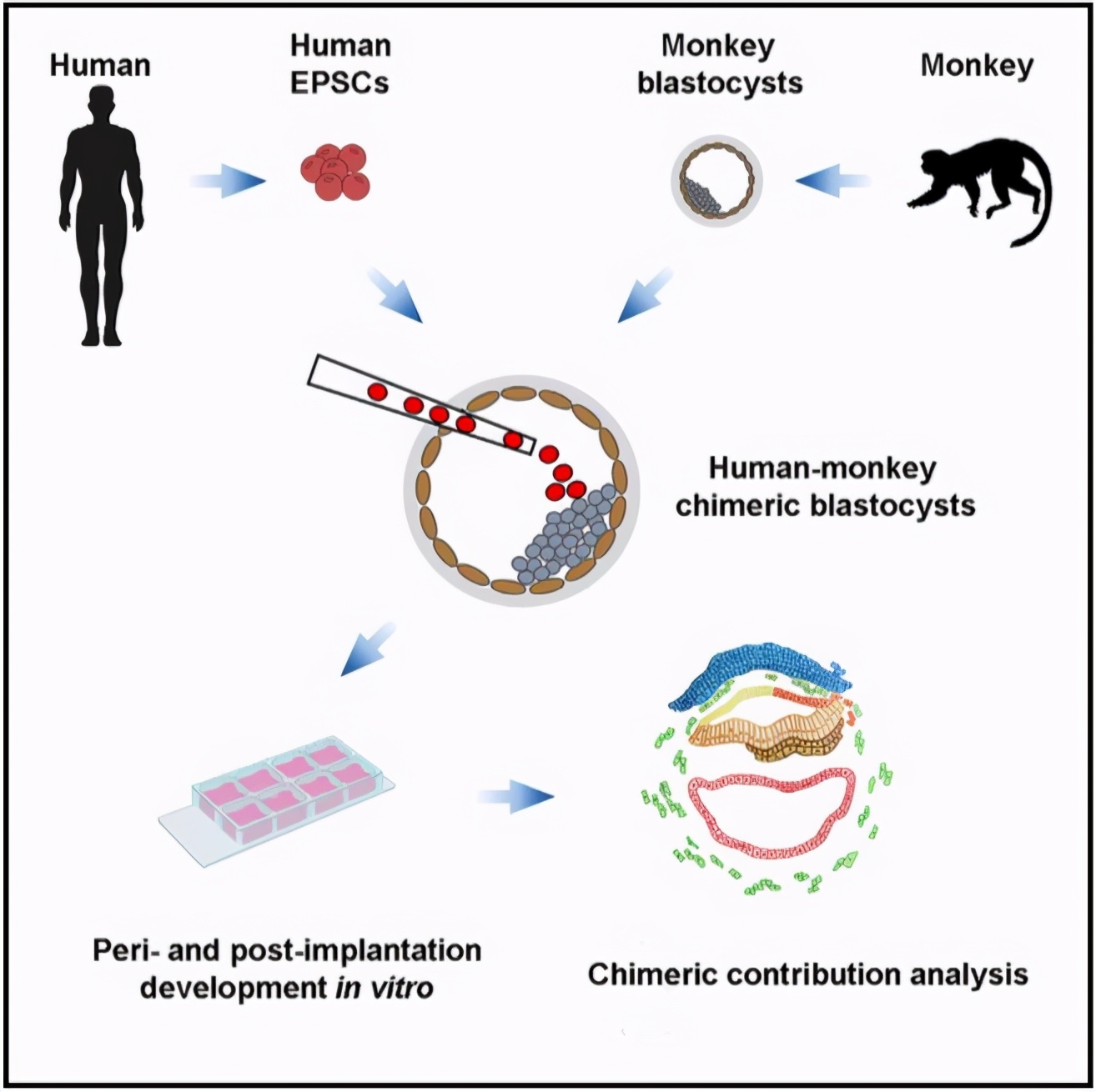 Human-monkey "hybrid" embryos are born. Can humans and monkeys have ...