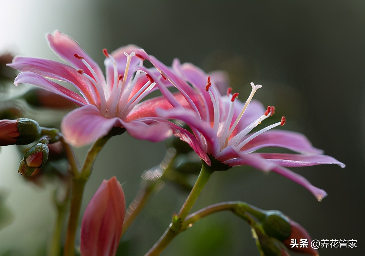 Luwei flower, the most succulent that blooms, can bloom several waves a ...