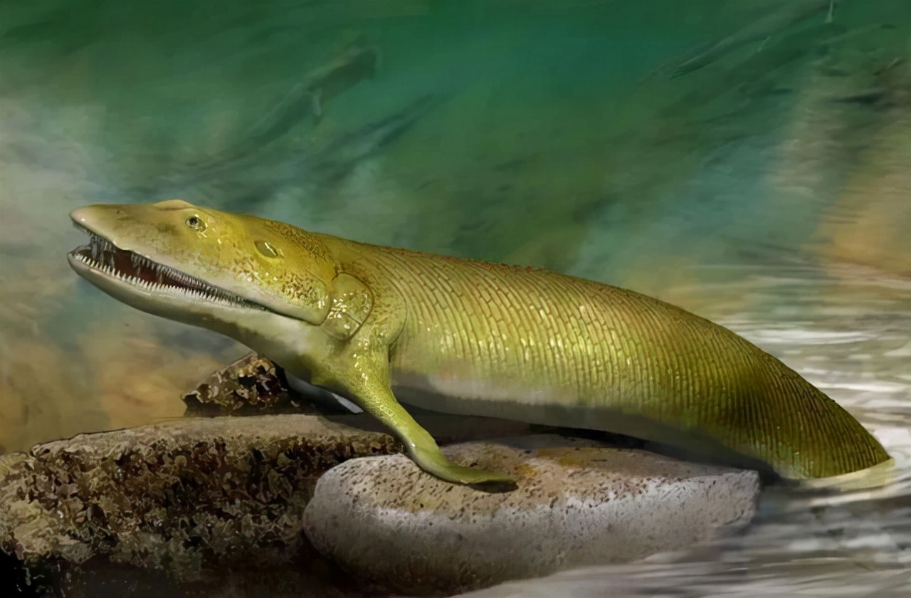 Scientists confirmed that humans evolved from fish, and the ...