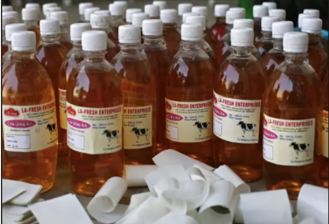 Why do Indians like to drink cow urine? Modi: Cow urine is the best ...