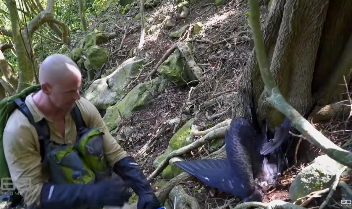 The island closest to death, Brazil's Snake Island venomous snakes are ...
