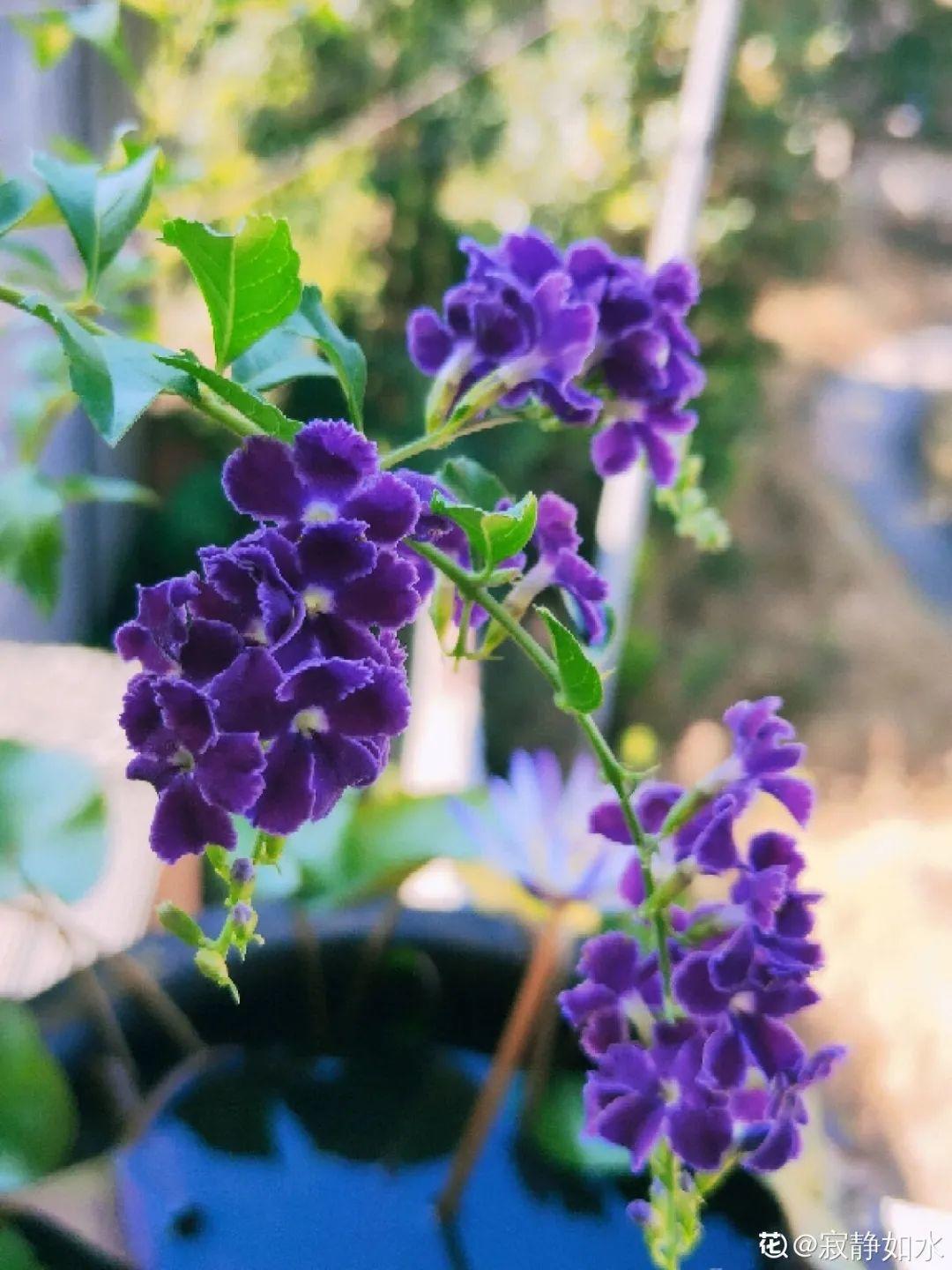 This year's blooming flowers bloom for hundreds of days at a time ...
