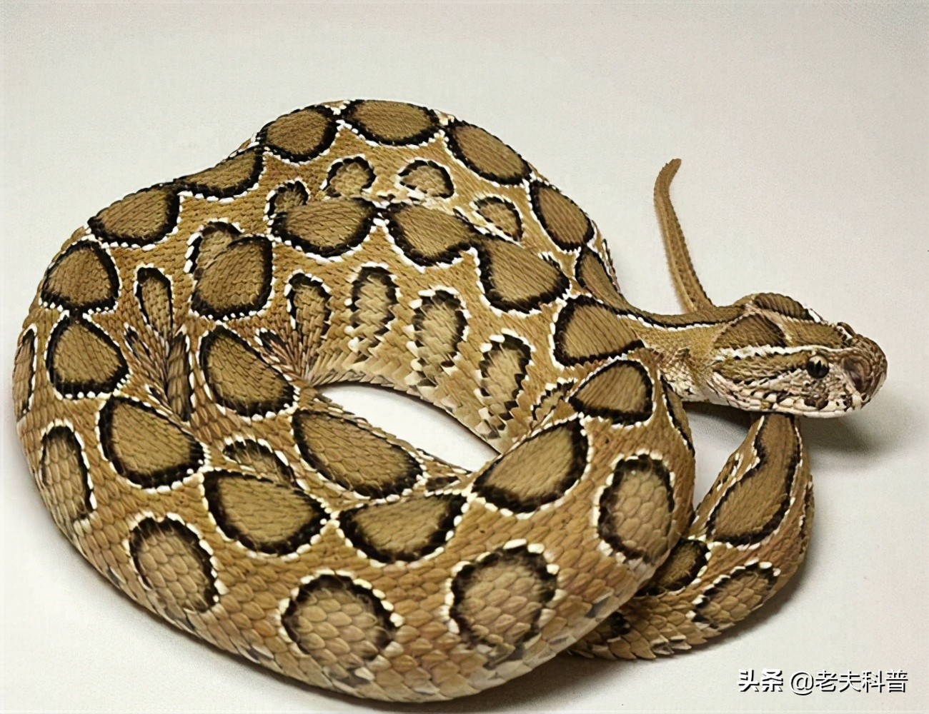 Viper: a very aggressive "tyrant" with fast poisoning speed, nicknamed ...