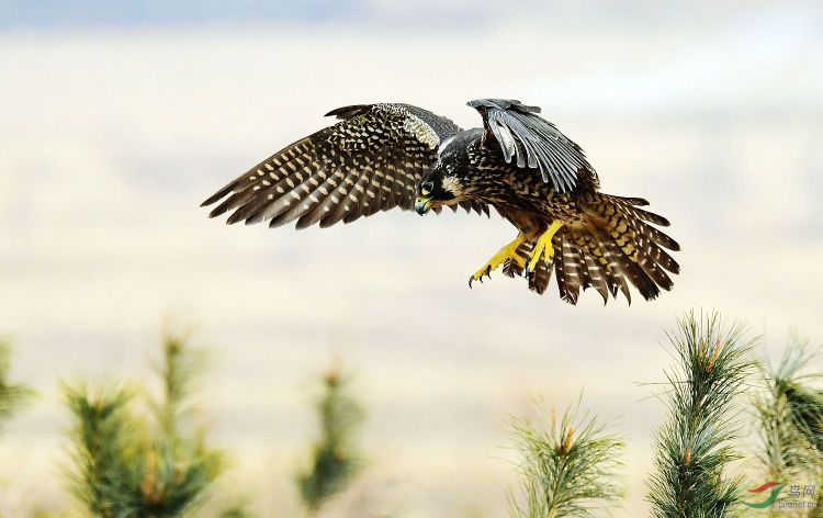 The spiritual meaning of the mascot "Goshawk" and the wisdom symbol of ...