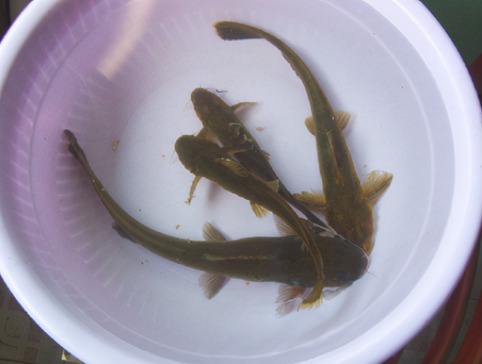 Yellow toothfish: It looks like a catfish, it grows only 3 taels in 2 ...