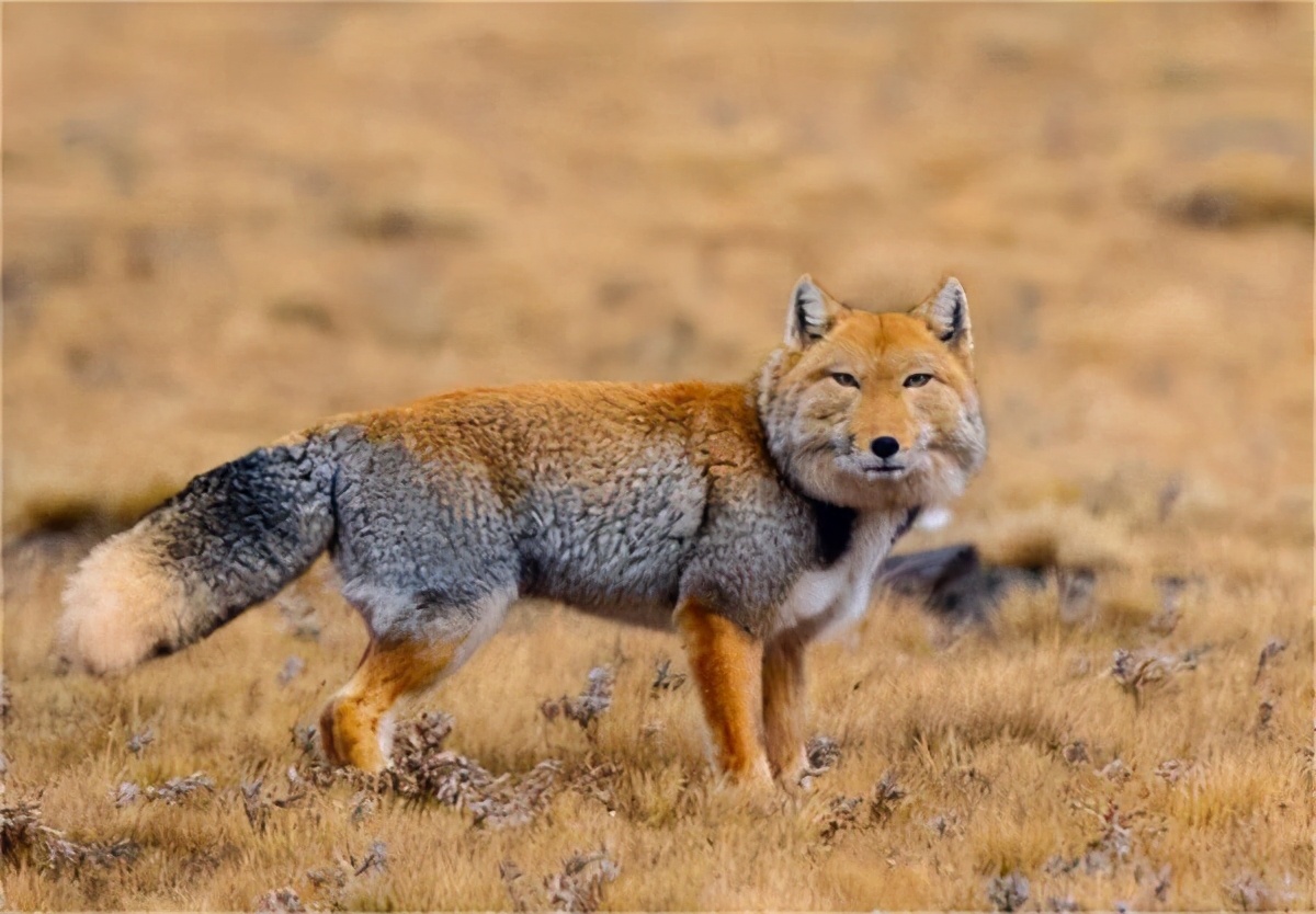 The "Tibetan Fox" that became popular because of its low appearance: No ...