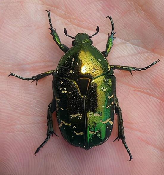 20 most frightening and disgusting insects - iNEWS