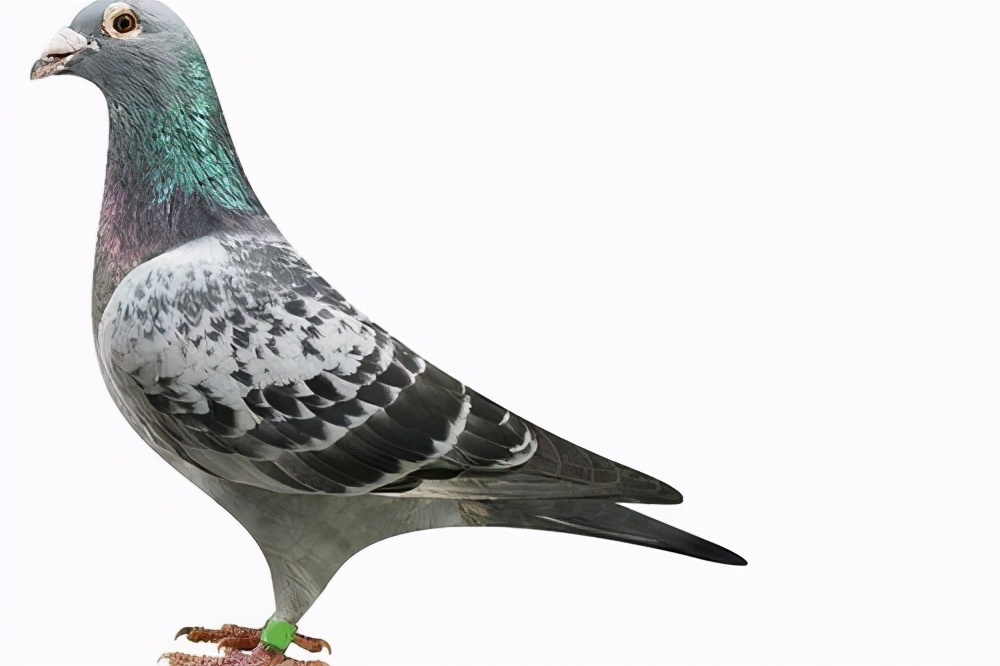 How does one eye cold in racing pigeons cause - iMedia