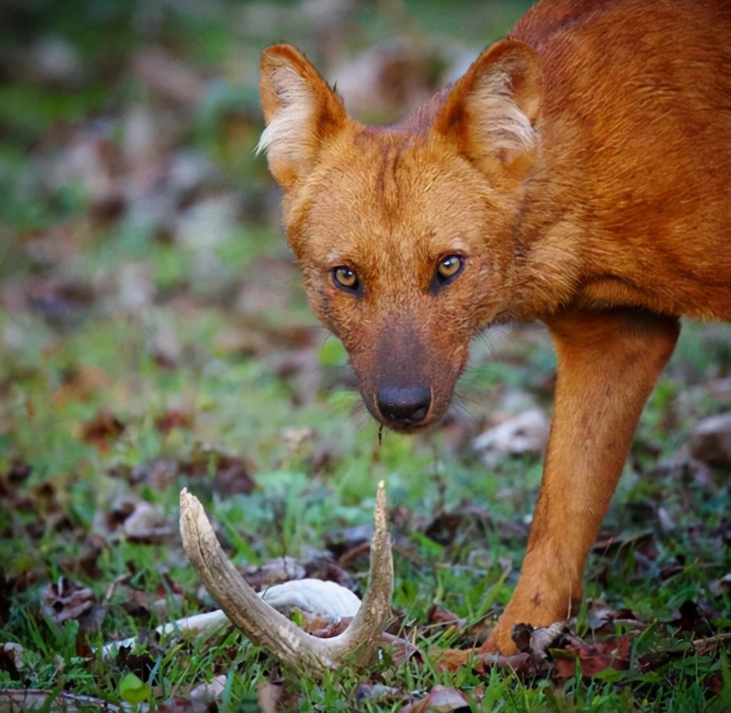 Jackals reappear in Qilian Mountains!The guards took the live video ...