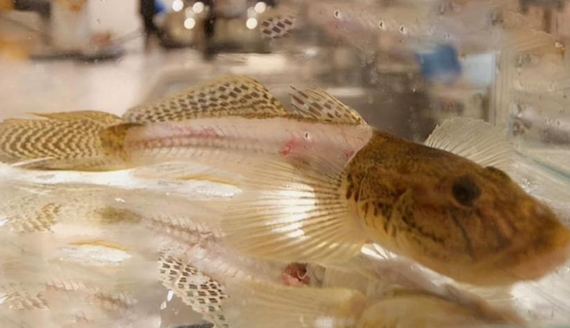 Japanese eating quirks: remove the fish and throw the bones into the ...