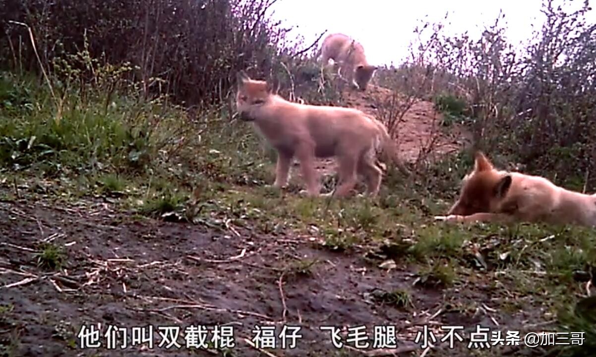 The legendary story "Return to the Wolves" is full of emotion. Is the ...