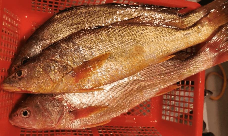 Eat fish in summer, and select 6 kinds of "wild fish". The meat is ...