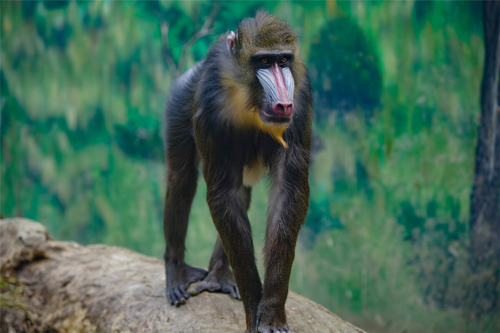 Mandrill appeared in Xiangxi?The nose is like a pig, and it has a ...