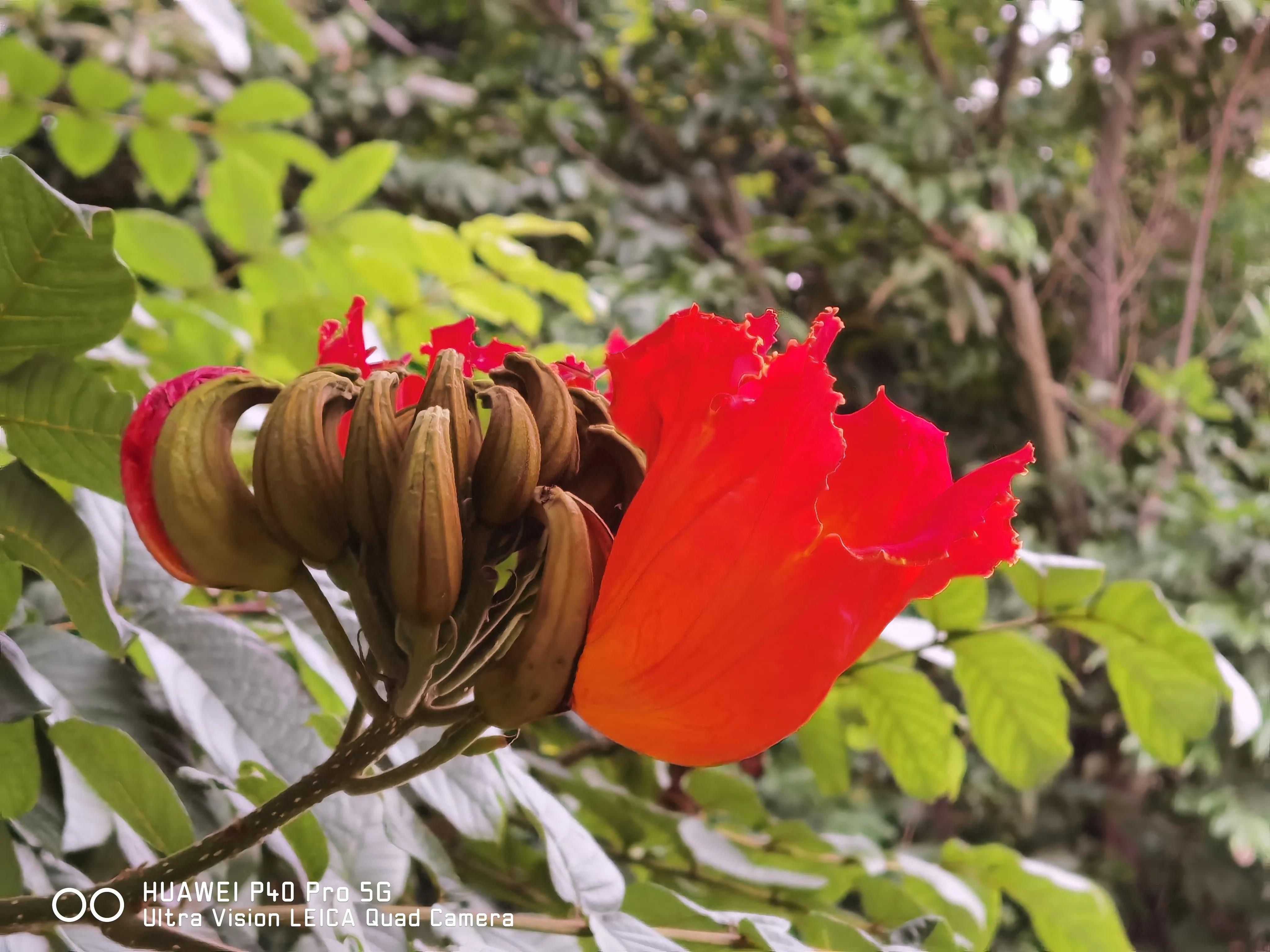 The National Tree of the Gabonese Republic—The Flame Tree - iNEWS