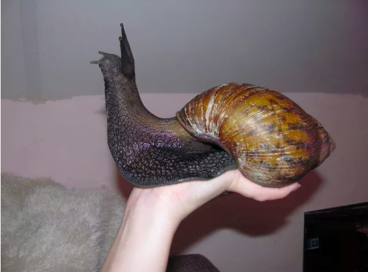 Large African snails are flooded in China, and Africans are super ...