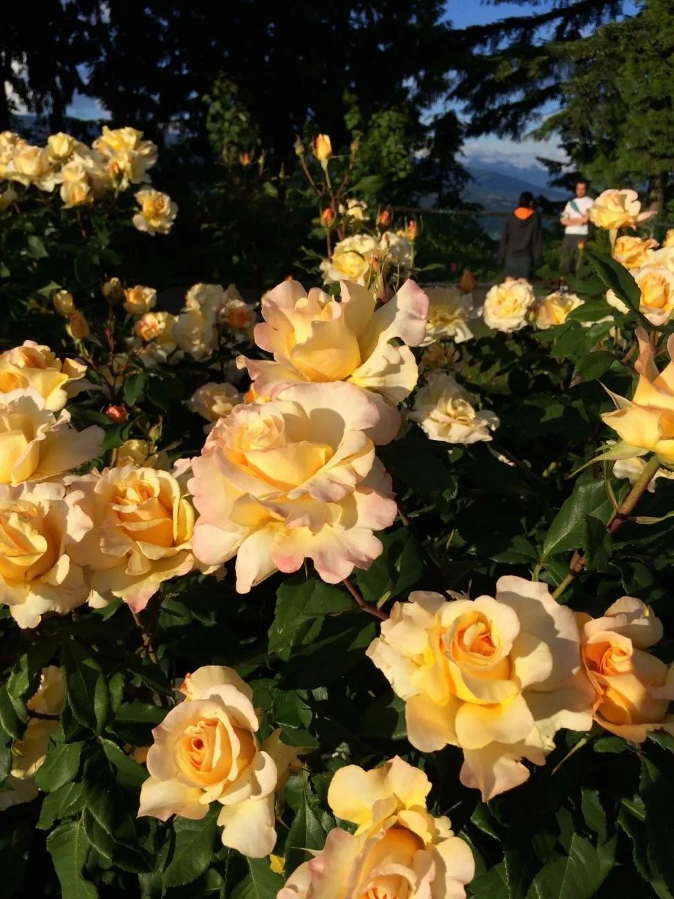 How to create an eye-catching garden?Start by planting these 7 florid ...