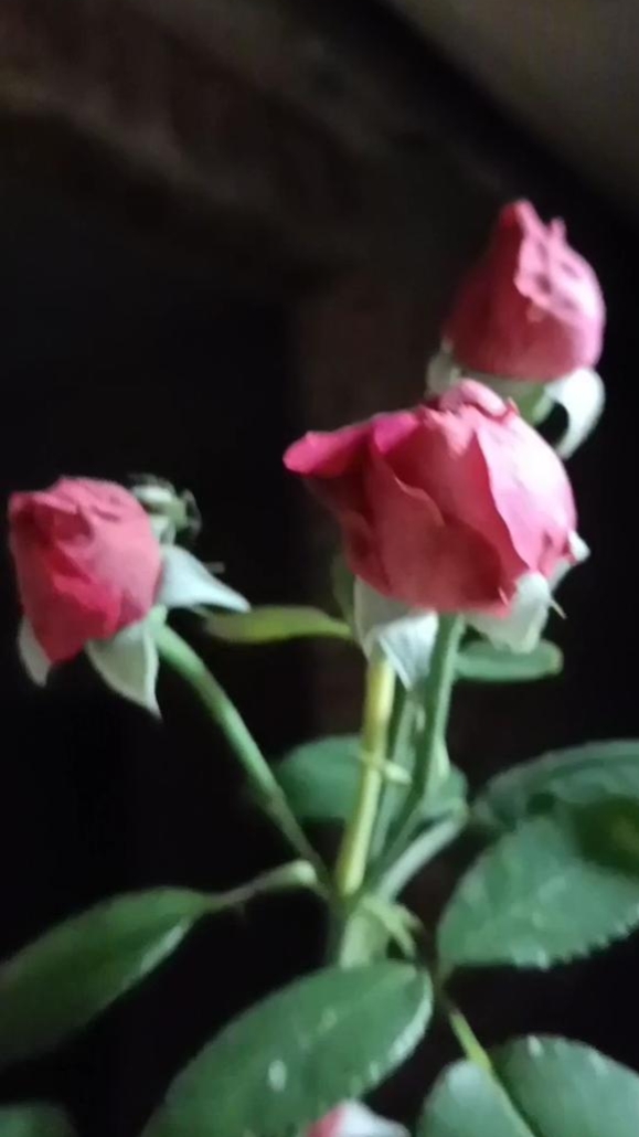 Novice raising rose, it's always easy to step into the pit - iMedia