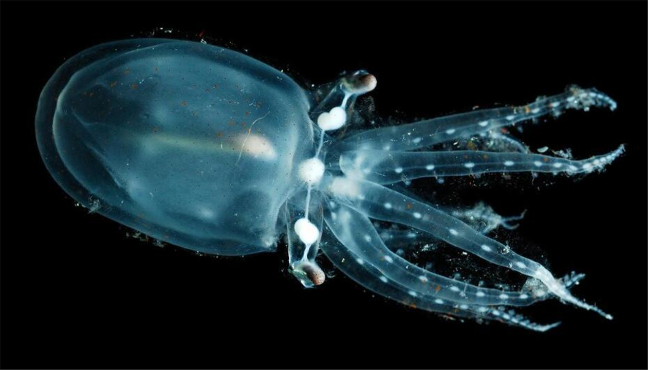 What is 10,000 meters under the sea? Scientists go deep into the ...