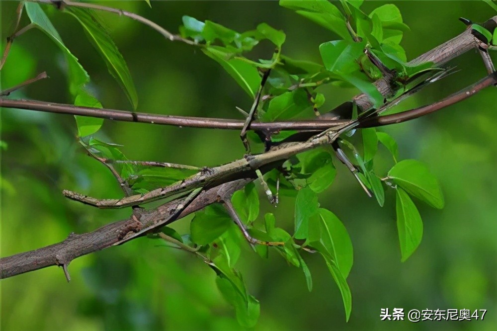 The longest insect in the world - iNEWS