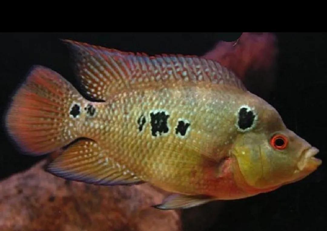 Blood parrot fish-macaw fish-rohan fish, they are all hybrids - iMedia