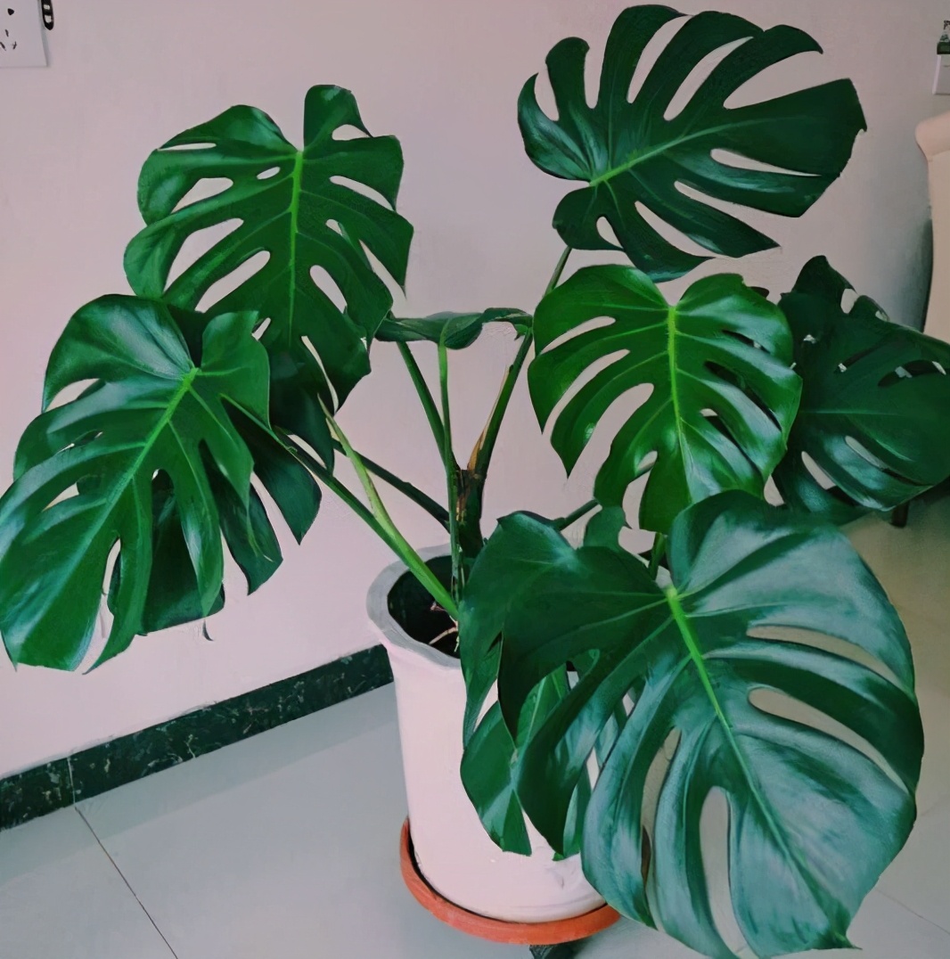 How does Monstera cultivate its "beauty"?First sun "open back", second ...