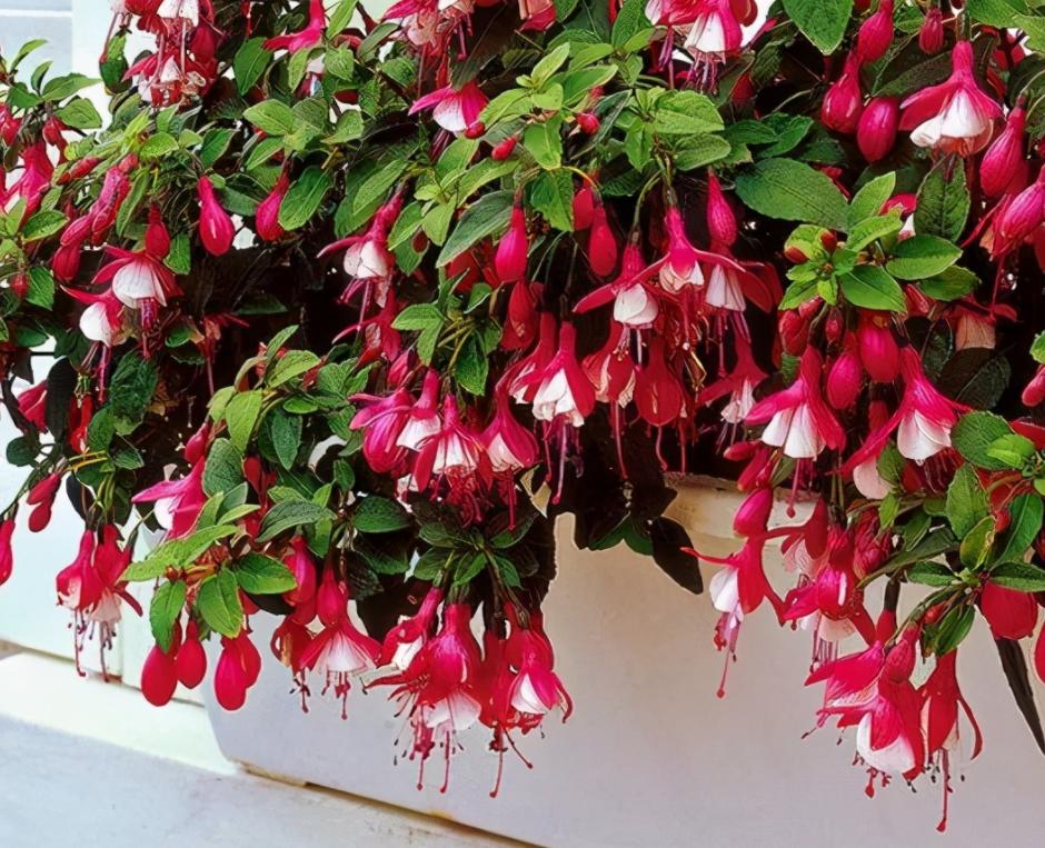 Potted fuchsia on the balcony, take care of these 4 points, the plants ...
