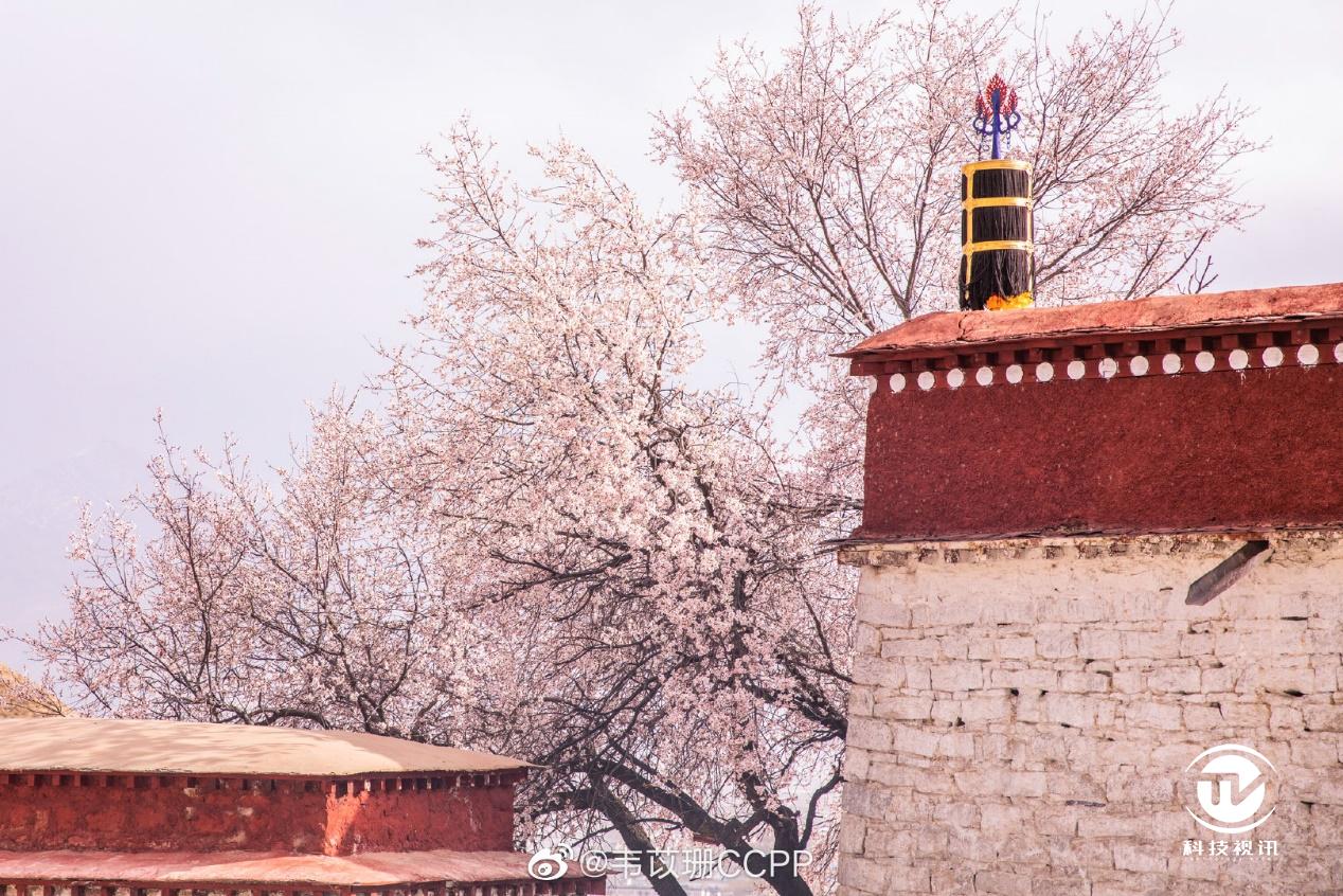 Flower Shooting Strategy: "Unified Tones" in Flower Photography - iMedia