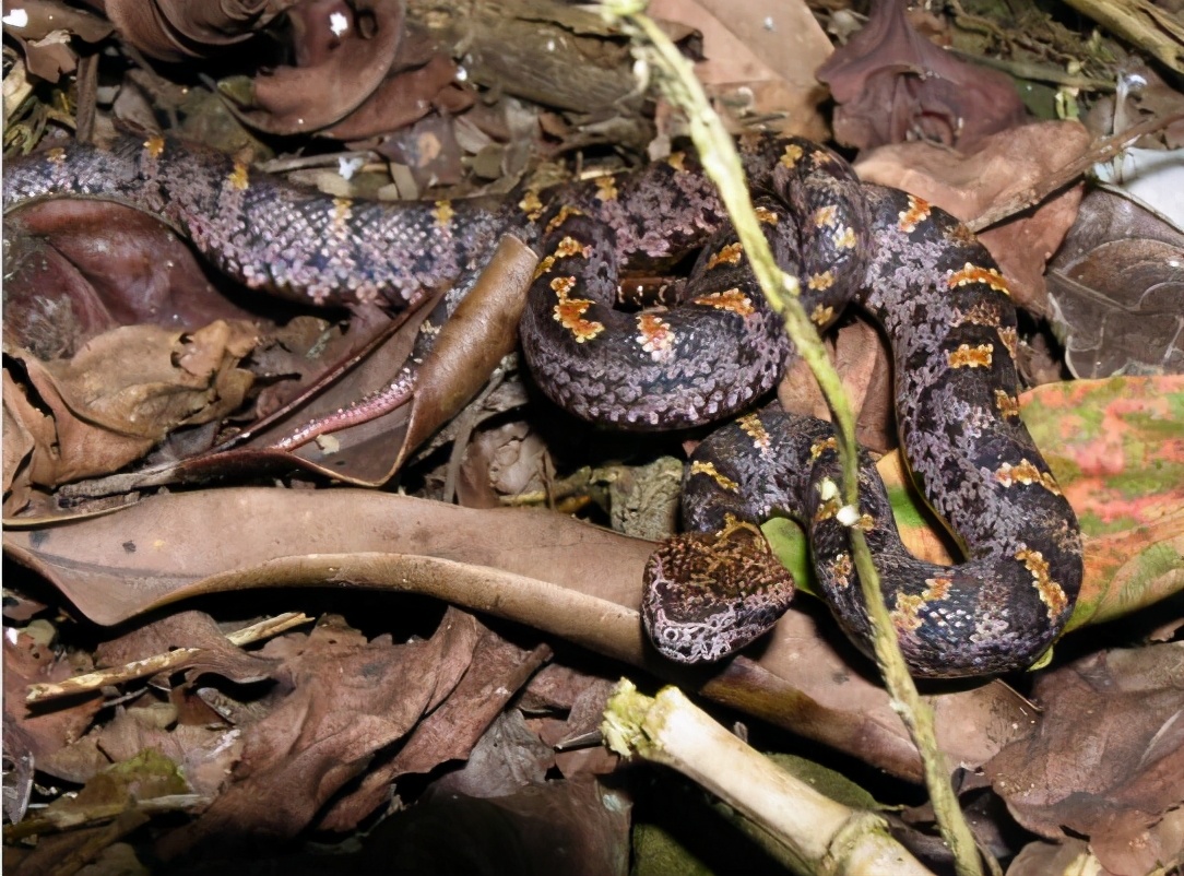 The four big iron-headed snakes besieged the King Jin snake, the tragic ...