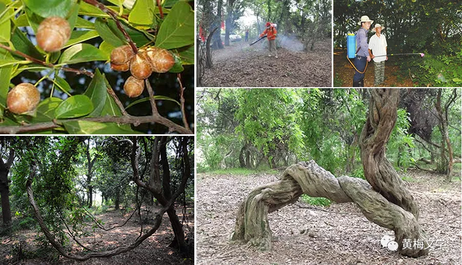 "Hubei Huangmei Famous Tree" The Vigor of the Earth - iMedia