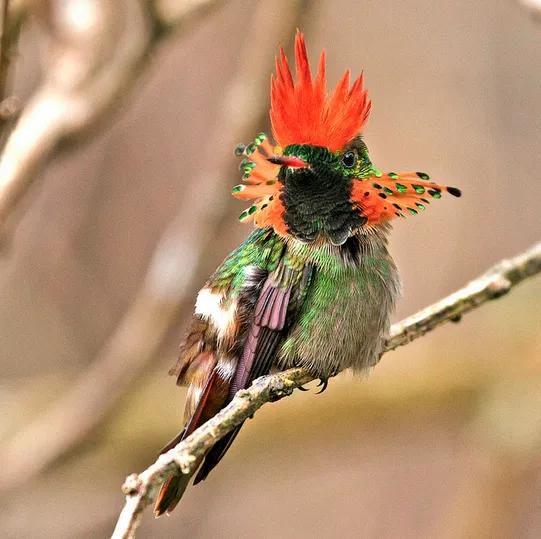 The hummingbird among the hummingbirds, the elves among the elves - iNEWS