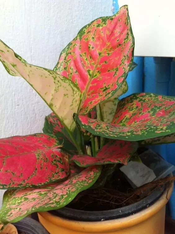 Plants with the name "Queen" are not very expensive, but they are all ...