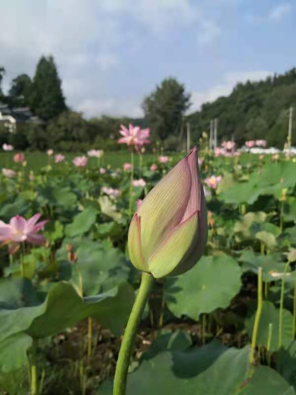 "Tao De Jing": Unbreakable Virtue - iNEWS