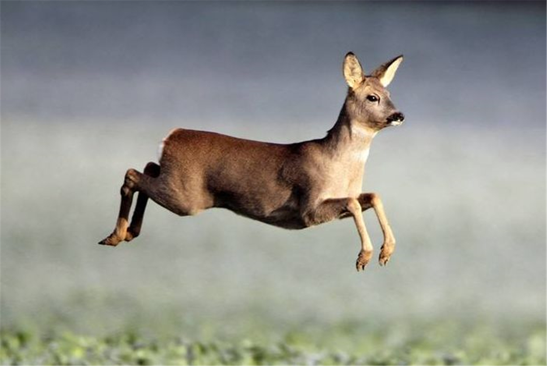 How stupid is a silly roe deer?Stupid enough that it is not extinct, is ...