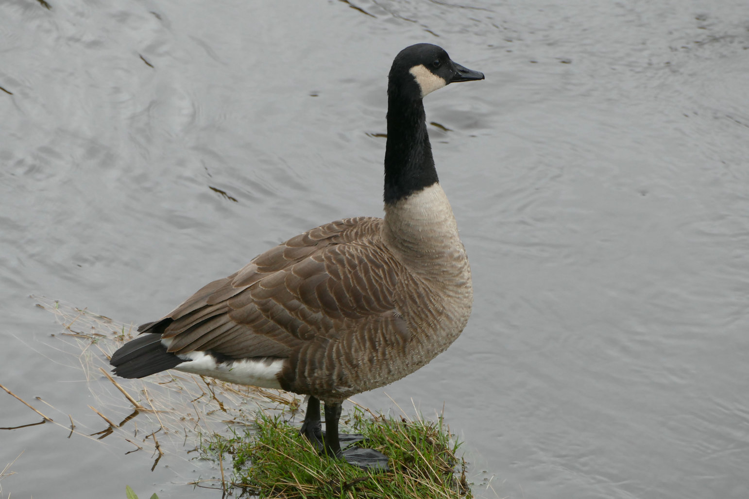 Why do snakes run away where there are geese, can goose dung really ...