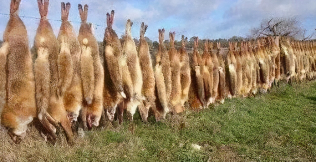 Australian Rabbit Wars for a hundred years, hundreds of billions of ...