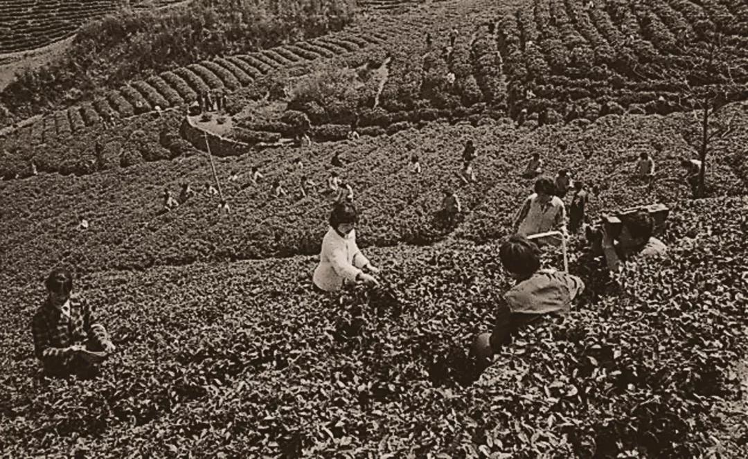 Why did Zisun tea become the tribute tea favored by ancient emperors ...
