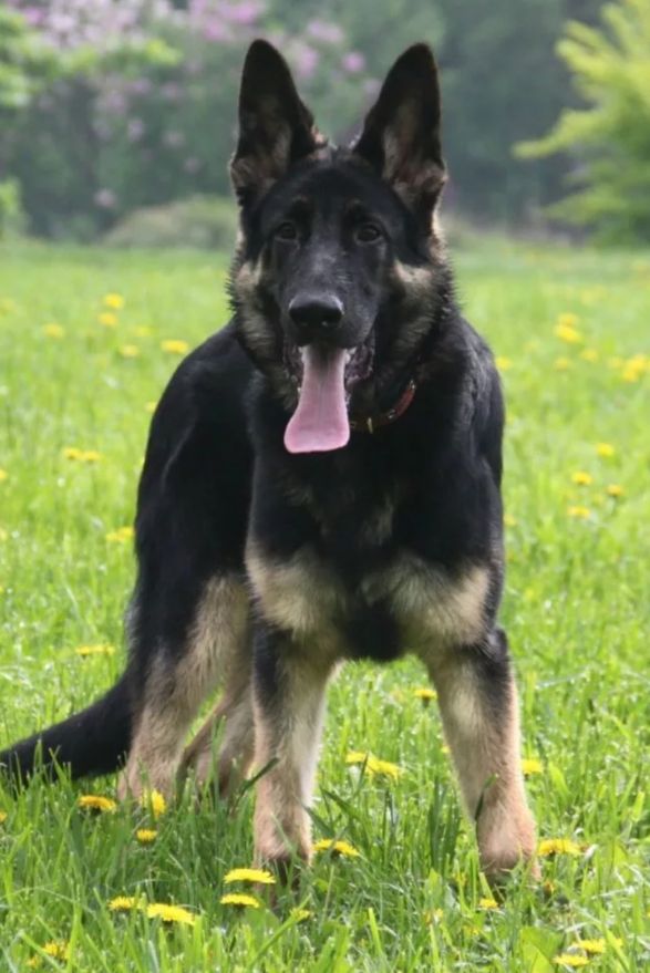 Russian famous dog: Eastern European Shepherd - iNEWS