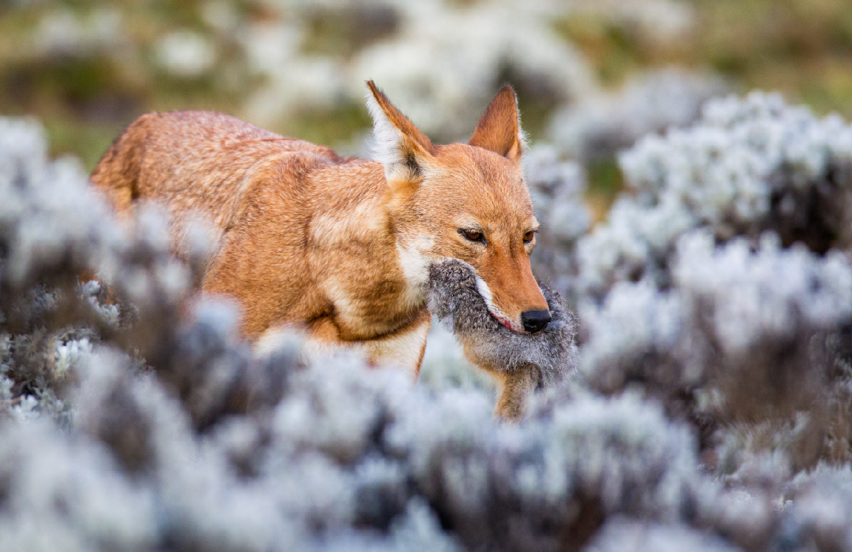 Lion-tailed baboons "domesticated" the Ethiopian wolf? Baboon: Big ...