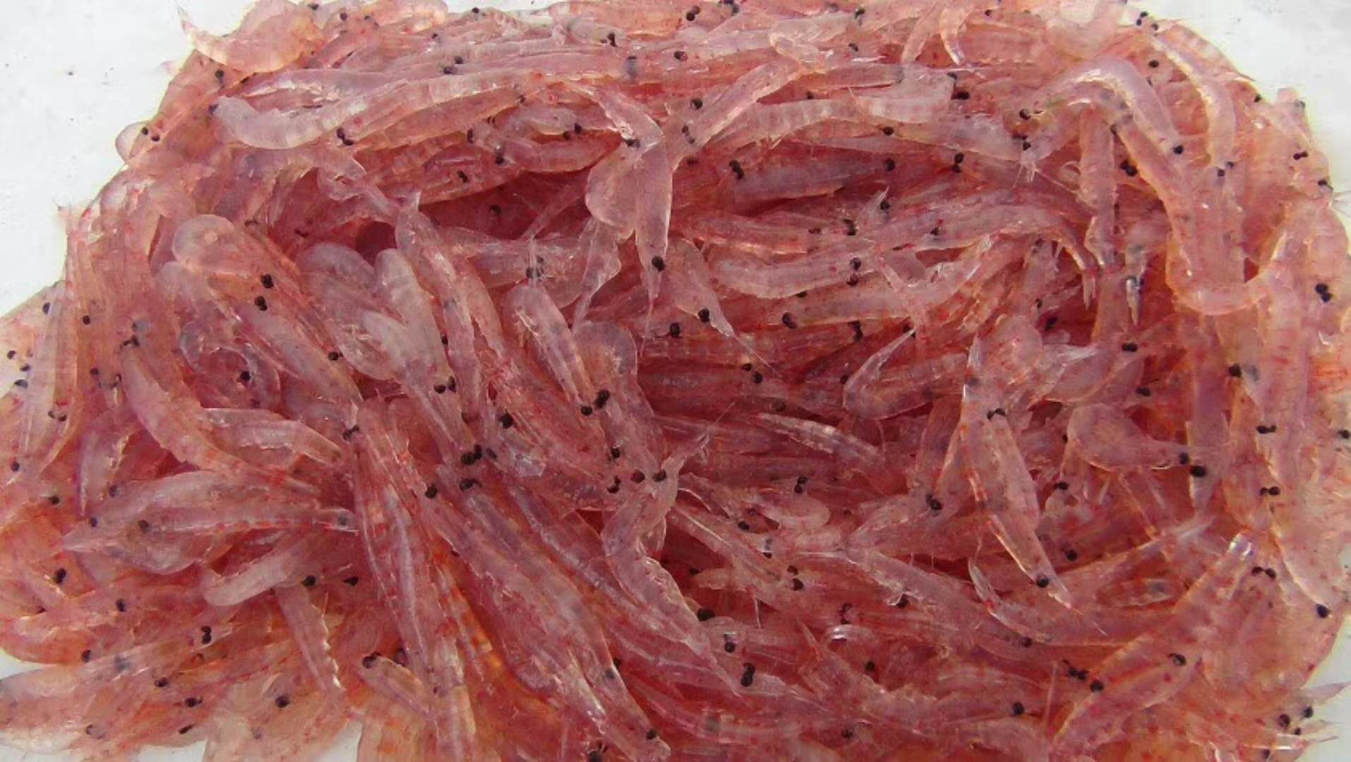 Antarctic krill: 650 million tons of "sea gold mine", China will be the ...