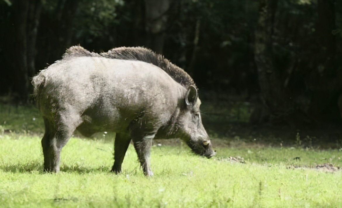 Wild boars are rampant in the United States, losing 1.5 billion U.S ...