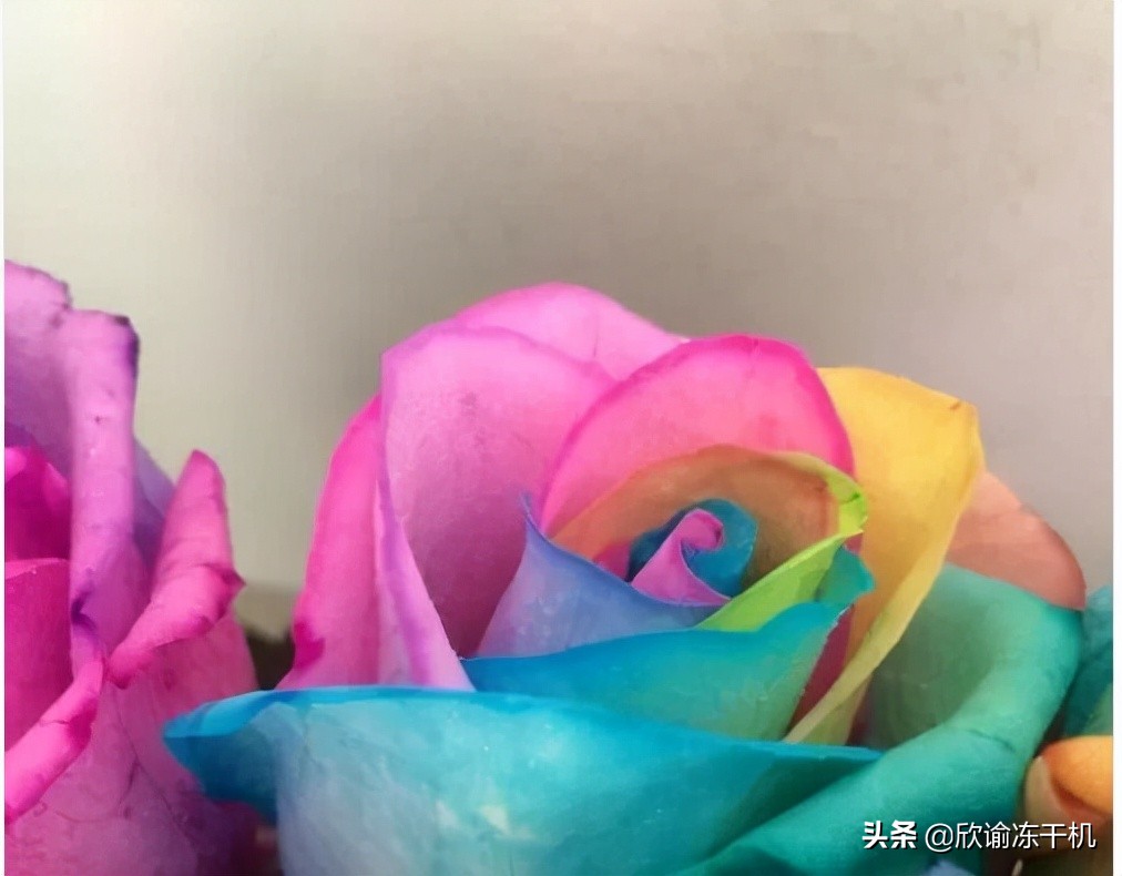 Teach you how to make colorful rose eternal flowers ~ freeze-dried ...