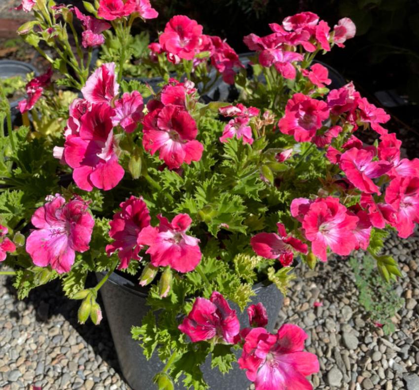 The "flowering machine" in the flower industry is easy to maintain and ...